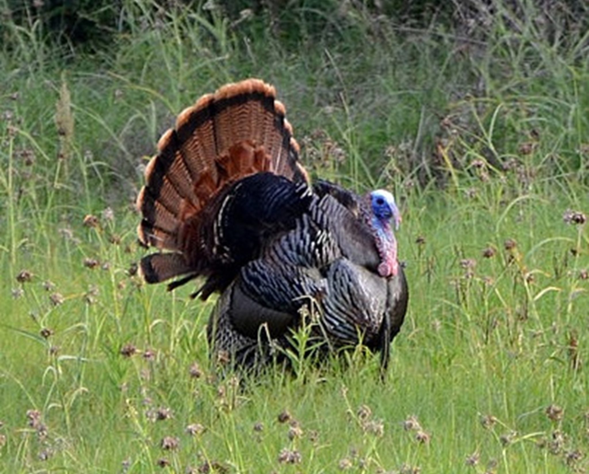 Let’s Talk Turkey | WeConservePA