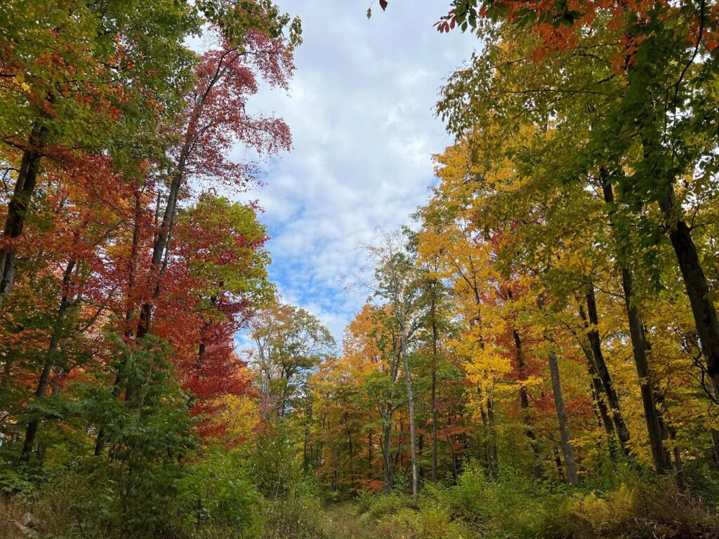 Western Pennsylvania Conservancy Protects 410 Acres of Forestland Along ...