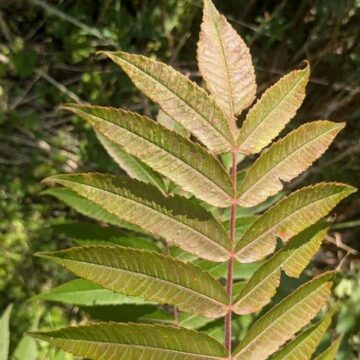 Forest Fridays: Sumac – Invasive or Poisonous? | WeConservePA